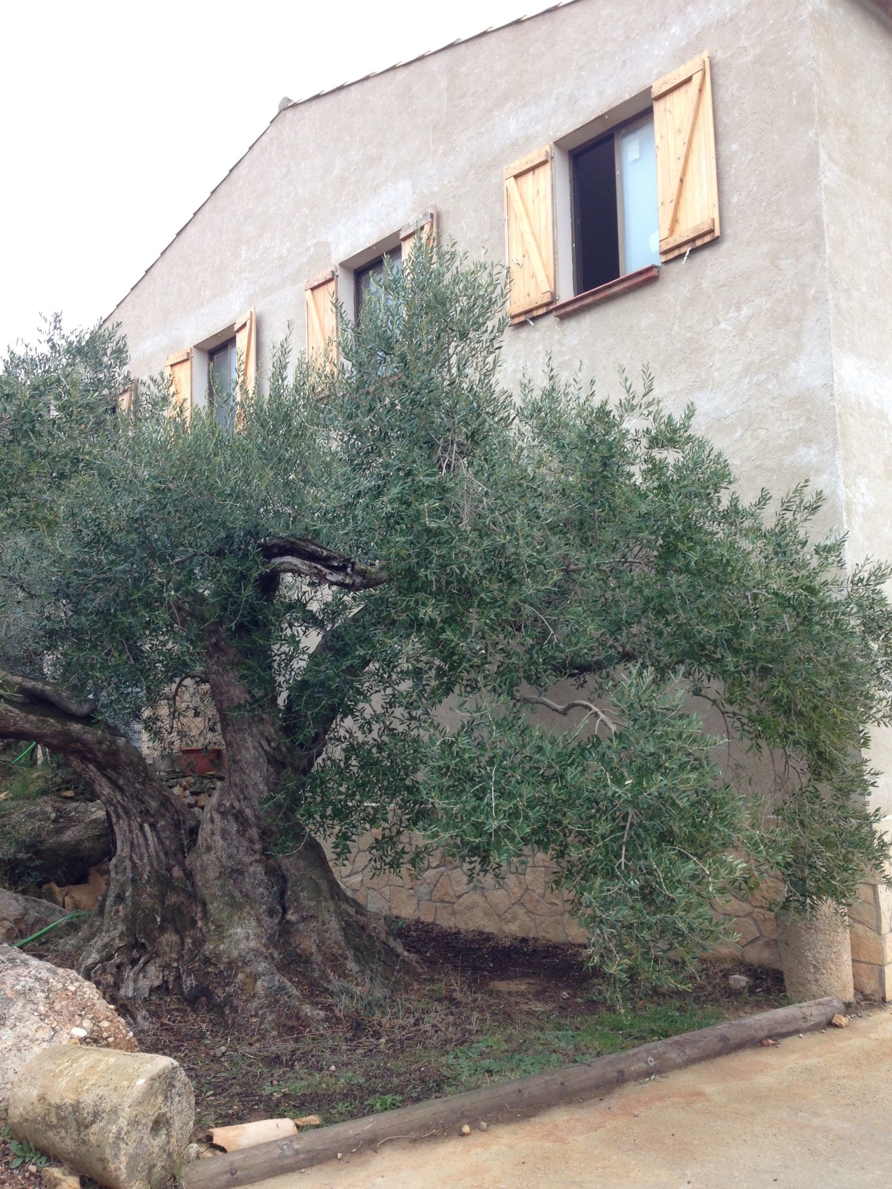 1,000-year-old olive tree | Julie Dodd